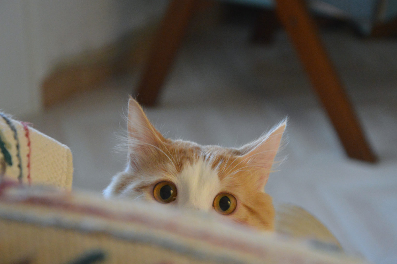 Is This Your Cat? | Ciao Amalfi