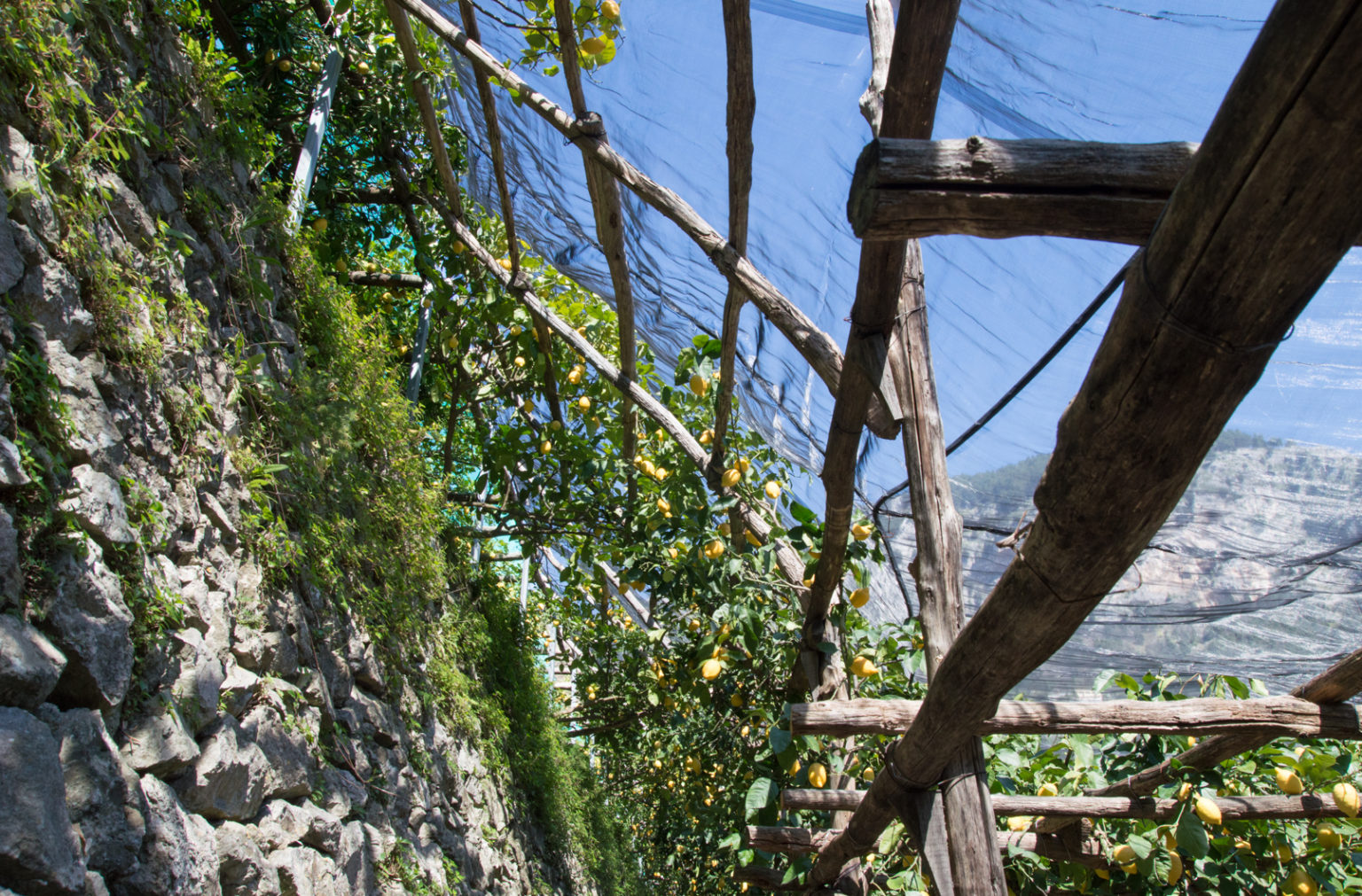 The Amalfi Lemon Experience | Ciao Amalfi