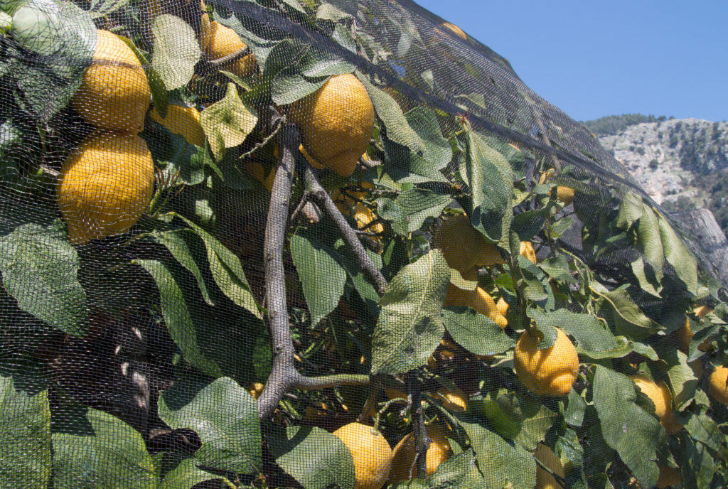 The Amalfi Lemon Experience | Ciao Amalfi