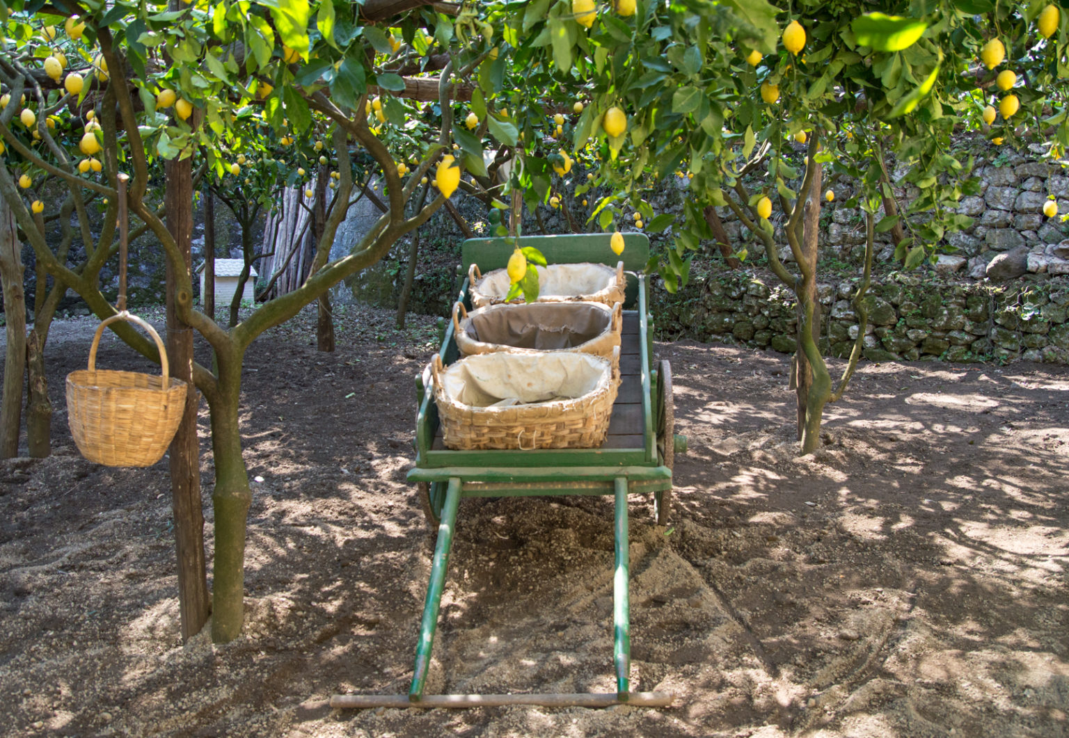 The Amalfi Lemon Experience | Ciao Amalfi