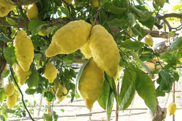 The Amalfi Lemon Experience | Ciao Amalfi