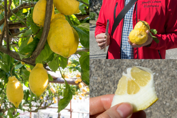 The Amalfi Lemon Experience | Ciao Amalfi